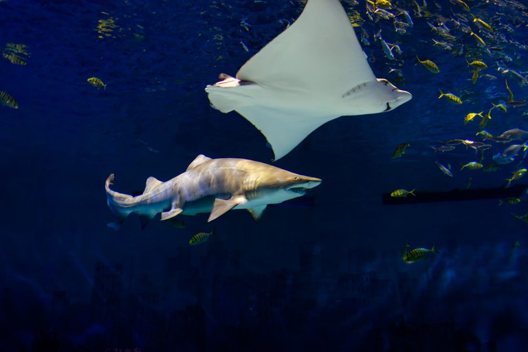 Advanced AUV Swarms: Affordable Small-Scale Tech by Brood